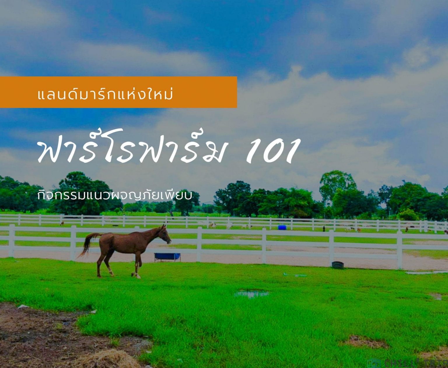 เที่ยวฟาร์โรฟาร์มร้อยเอ็ด (Faro Farm 101) ขี่ม้า ให้อาหารสัตว์ และสนุก ...