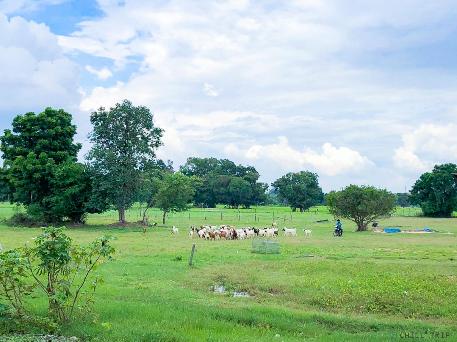 เที่ยวฟาร์โรฟาร์มร้อยเอ็ด (Faro Farm 101) ขี่ม้า ให้อาหารสัตว์ และสนุก ...