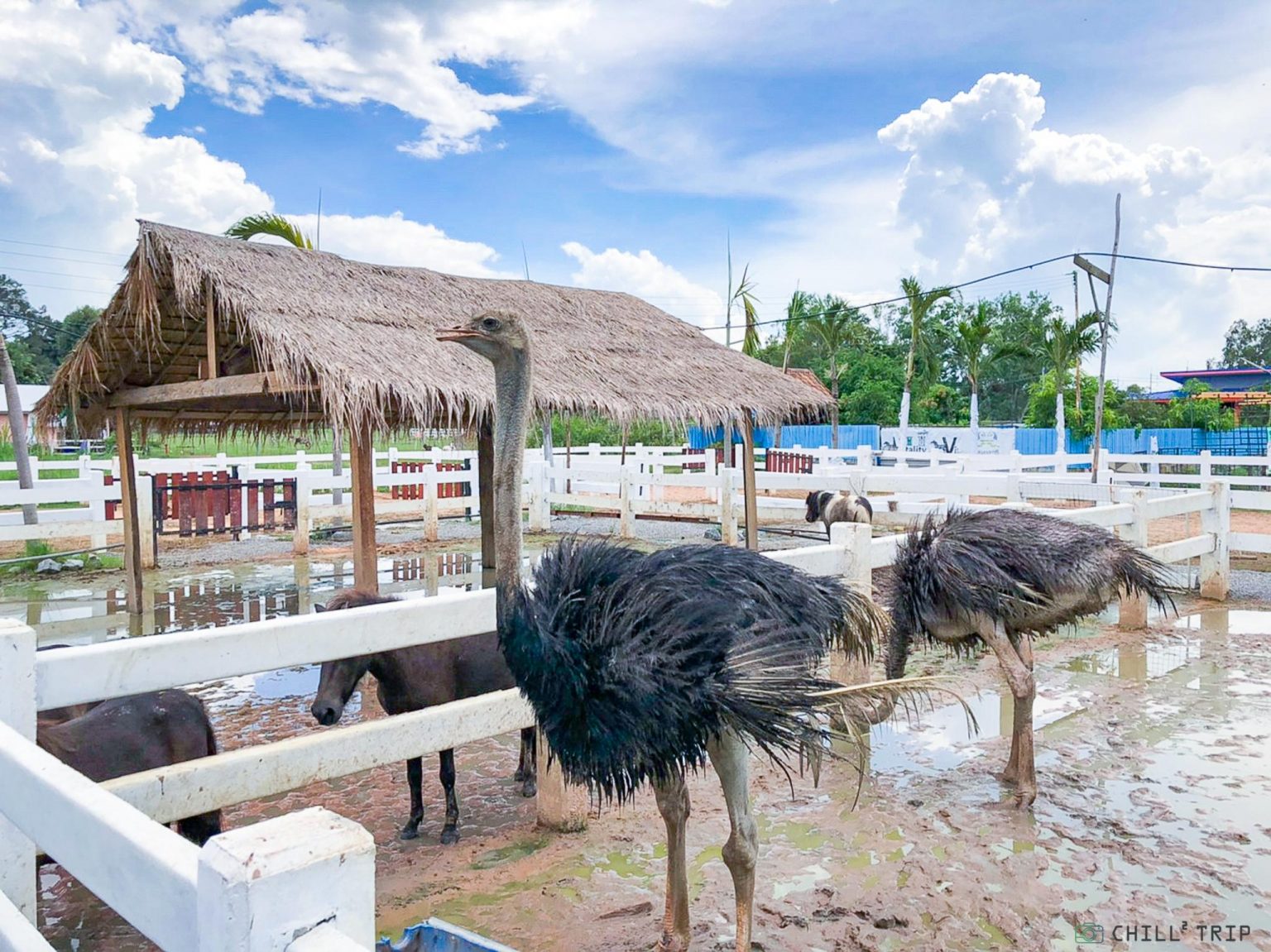 เที่ยวฟาร์โรฟาร์มร้อยเอ็ด (Faro Farm 101) ขี่ม้า ให้อาหารสัตว์ และสนุก ...