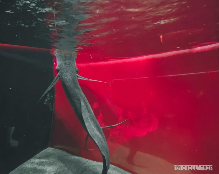 ปลาปอด lungfish วิธีการเลี้ยง อาหาร นิสัยของปลาปอดแอฟริกา ...