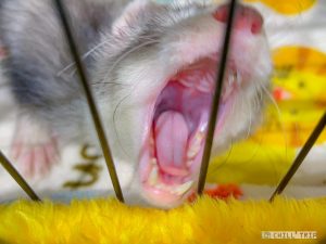 เฟอเรท (Ferret) วิธีเลี้ยง อาหาร นิสัยของเจ้าเฟอเรทที่มาพร้อมกับความซุก ...